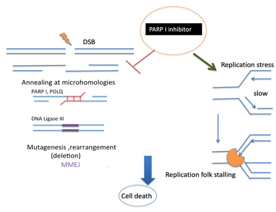 Contribution of Microhomology to Genome Instability: Connection between ...