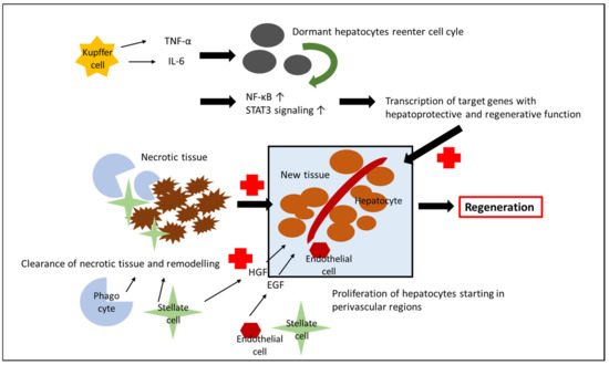 Molecular Mechanisms of Ischaemia-Reperfusion Injury and Regeneration ...