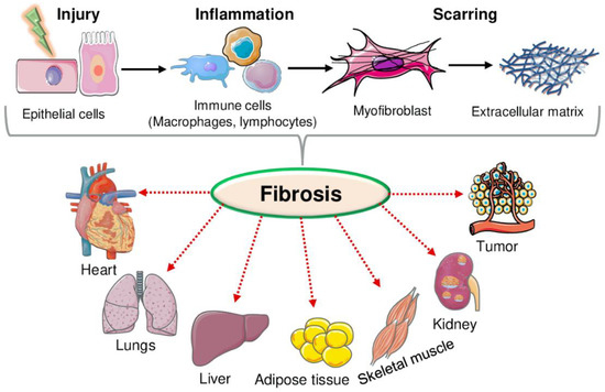 Role of Circadian Transcription Factor Rev-Erb in Metabolism and Tissue ...