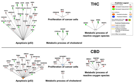 IJMS | Free Full-Text | Role of Cannabidiol for Improvement of the Quality of Life in Cancer ...