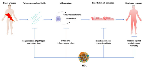 Impact of High-Density Lipoproteins on Sepsis