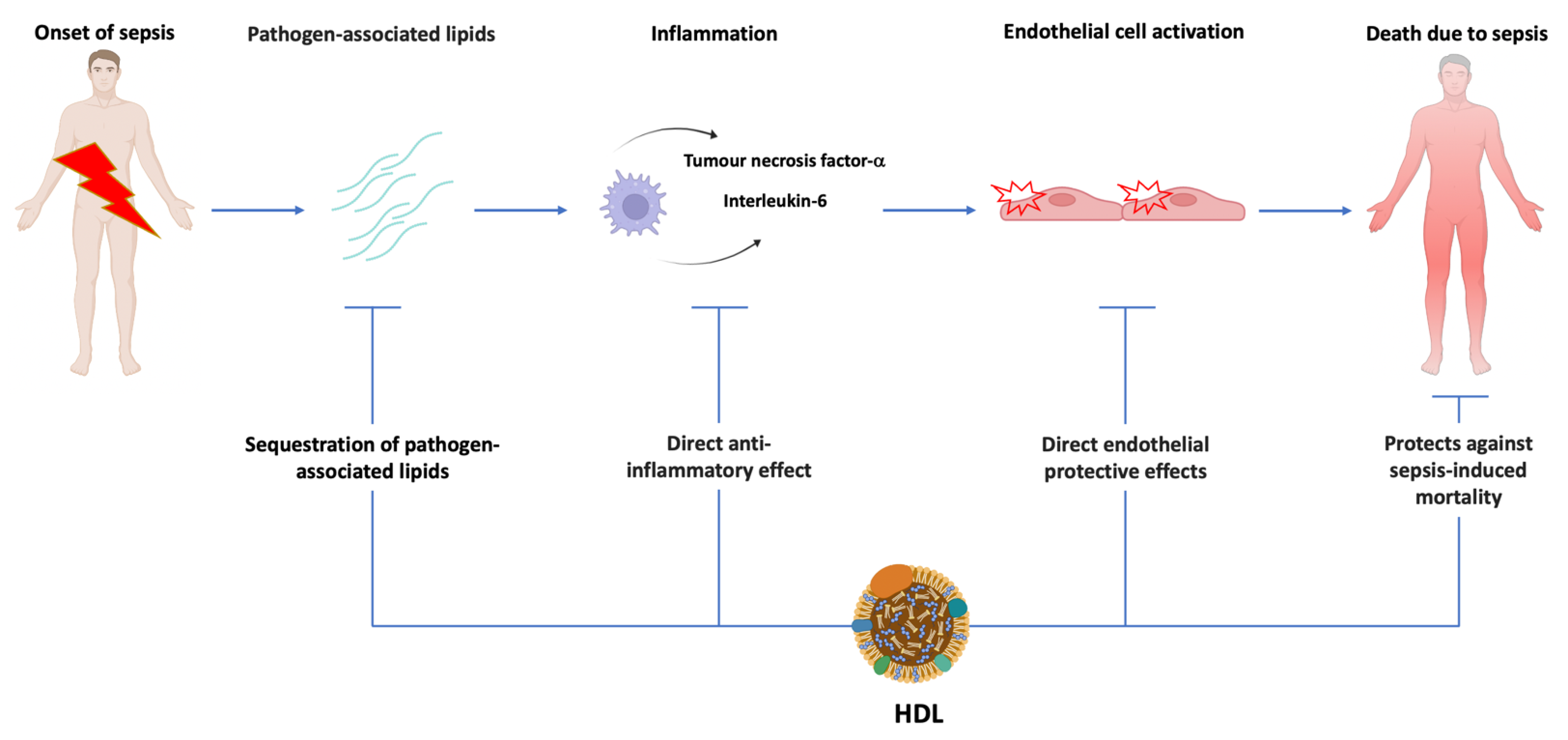 Impact of High-Density Lipoproteins on Sepsis