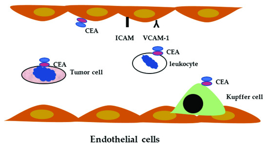 Old and New Blood Markers in Human Colorectal Cancer