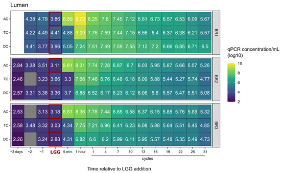 Persistence of the Probiotic Lacticaseibacillus rhamnosus Strain GG ...