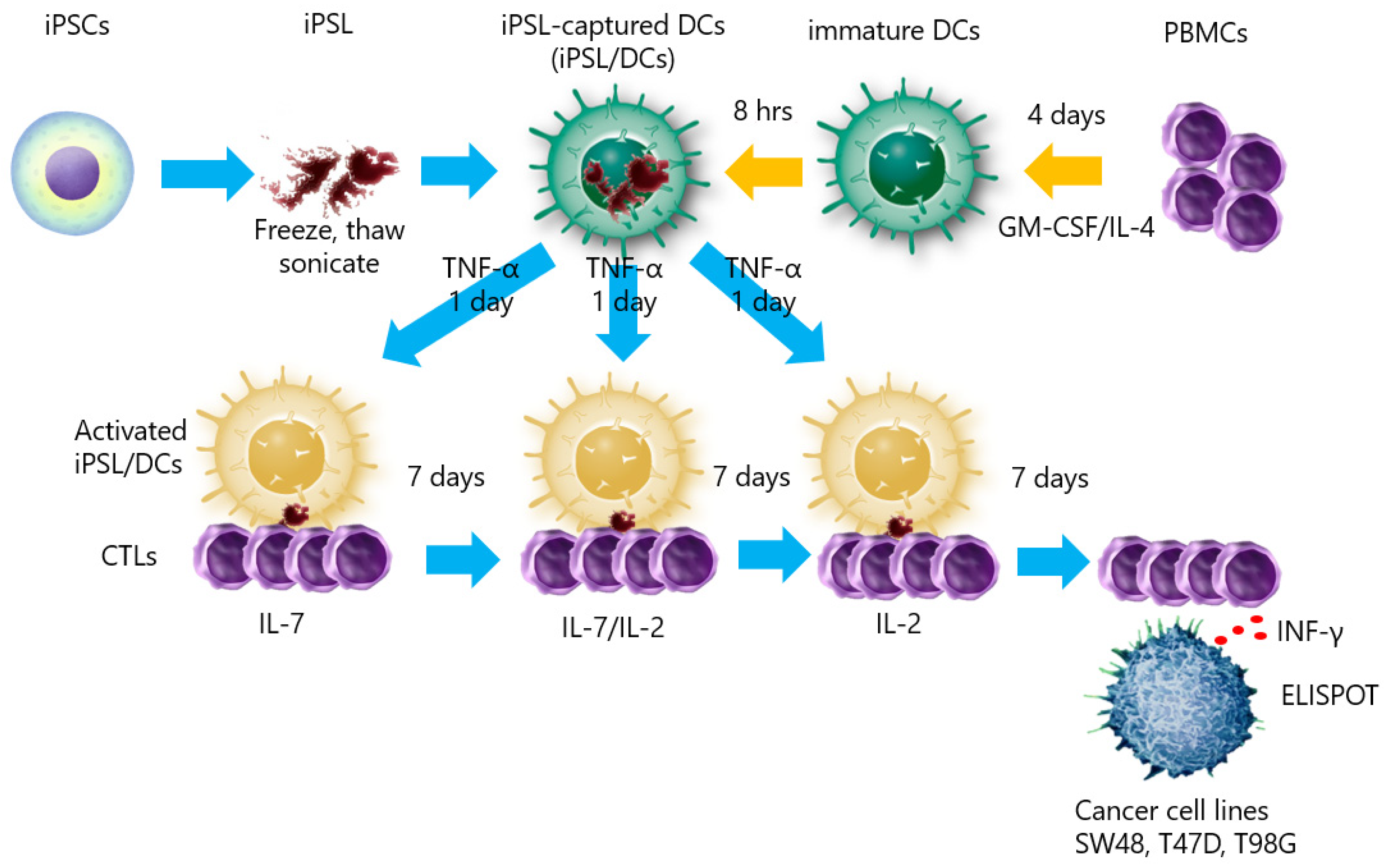 Capability of Human Dendritic Cells Pulsed with Autologous Induced ...