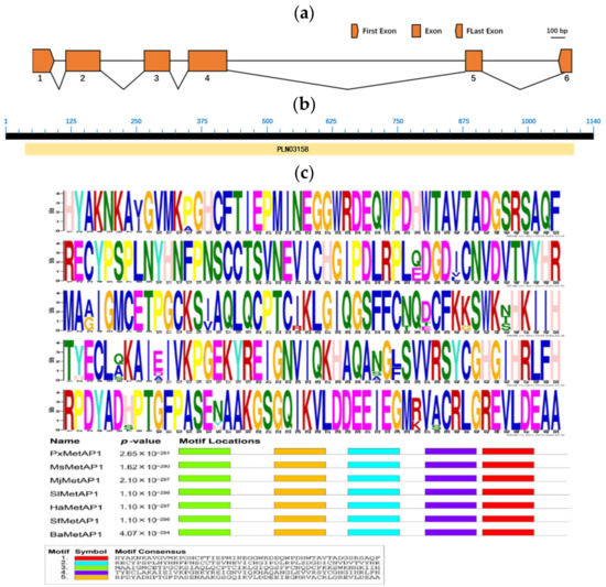 The Potential Role of the Methionine Aminopeptidase Gene PxMetAP1 in a ...