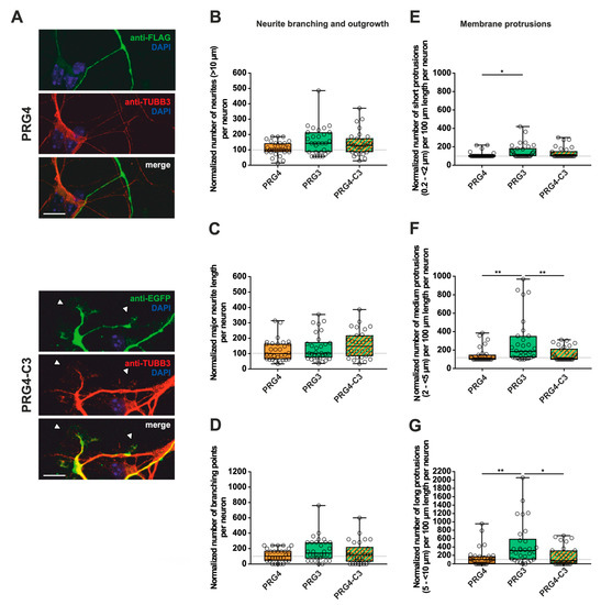 PRG3 and PRG5 C-Termini: Important Players in Early Neuronal ...