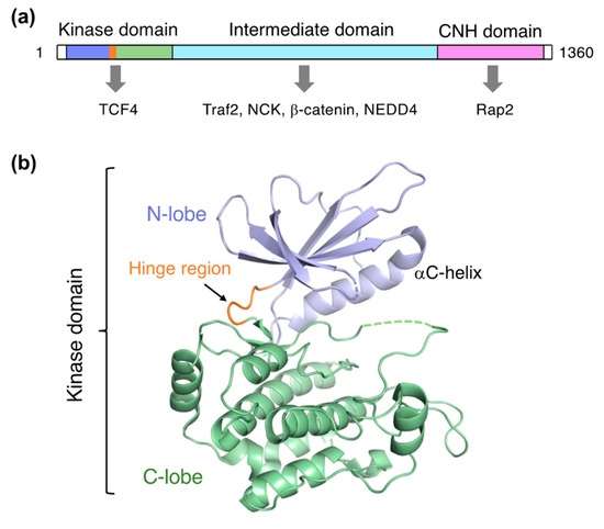 Structural Insight into TNIK Inhibition