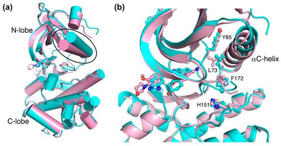 Structural Insight into TNIK Inhibition