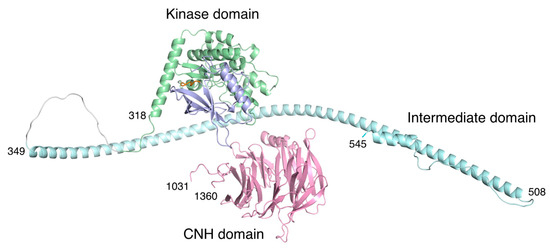 Structural Insight into TNIK Inhibition