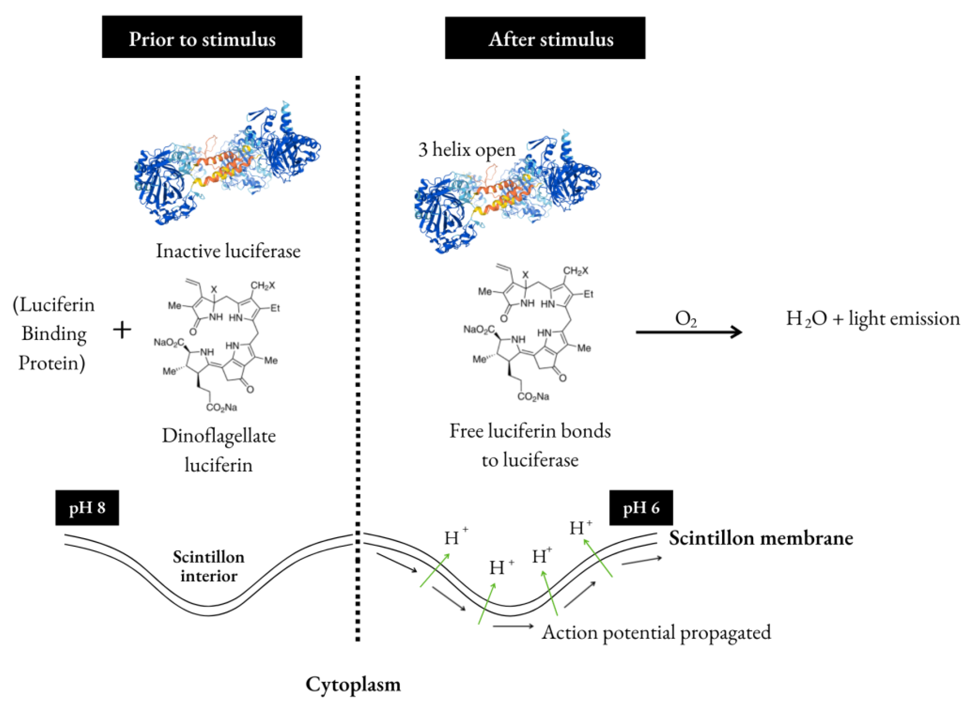 Bioluminescent Dinoflagellates as a Bioassay for Toxicity Assessment