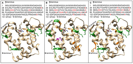 Analysis of the Site-Specific Myoglobin Modifications in the Melibiose ...