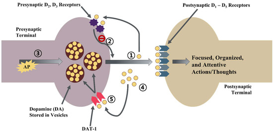 Potential Inflammatory Biomarker in Patients with Attention Deficit ...