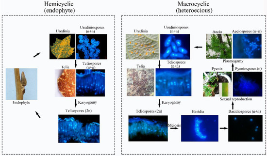 Ontogenetic Variation in Macrocyclic and Hemicyclic Poplar Rust Fungi