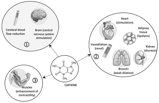 Caffeine and Its Antioxidant Properties—It Is All about Dose and Source