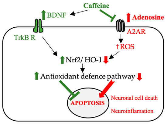 Caffeine and Its Antioxidant Properties—It Is All about Dose and Source