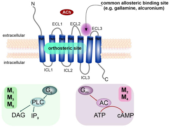 Allosteric Modulation of Muscarinic Receptors by Cholesterol ...