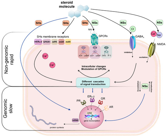 Allosteric Modulation of Muscarinic Receptors by Cholesterol ...