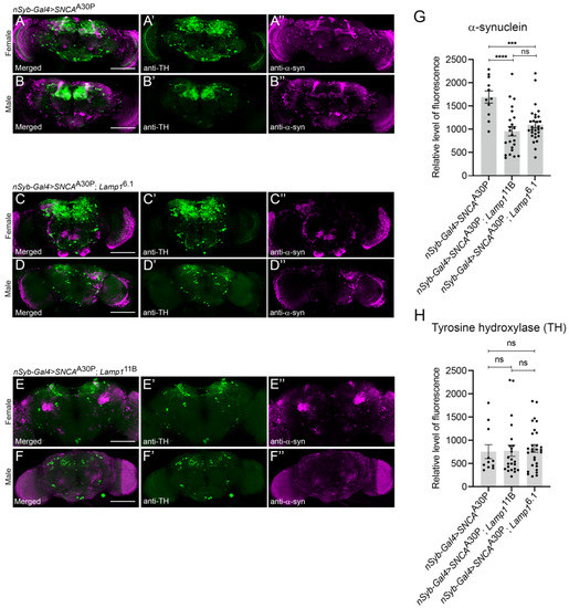 Lamp1 Deficiency Enhances Sensitivity to α-Synuclein and Oxidative ...