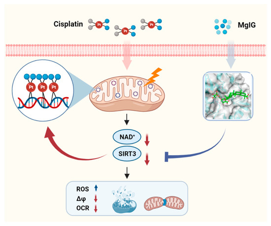 Magnesium Isoglycyrrhizinate Reduces the Target-Binding Amount of ...