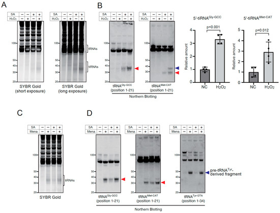 RTCB Complex Regulates Stress-Induced tRNA Cleavage