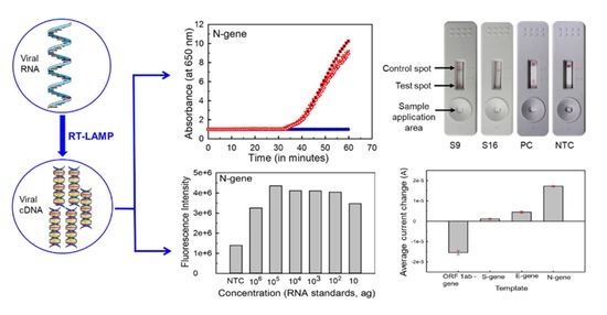 IJMS | Free Full-Text | Development and Clinical Validation of RT-LAMP ...