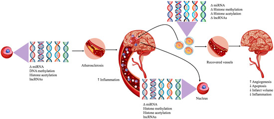 Minor Changes for a Major Impact: A Review of Epigenetic Modifications ...