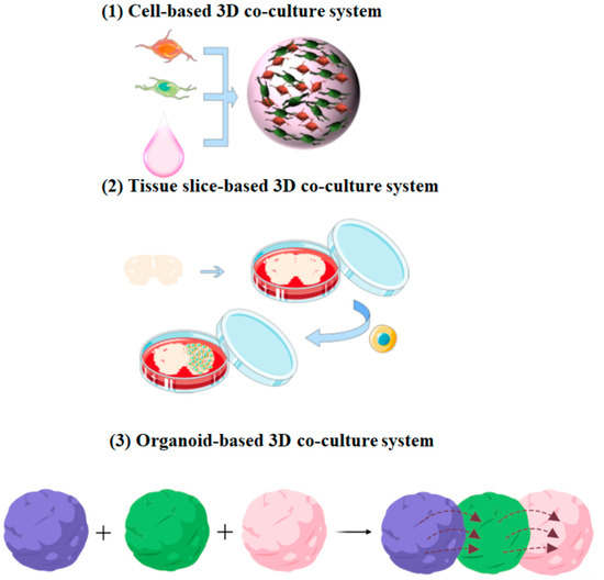 From 2D to 3D Co-Culture Systems: A Review of Co-Culture Models to Study the Neural Cells ...