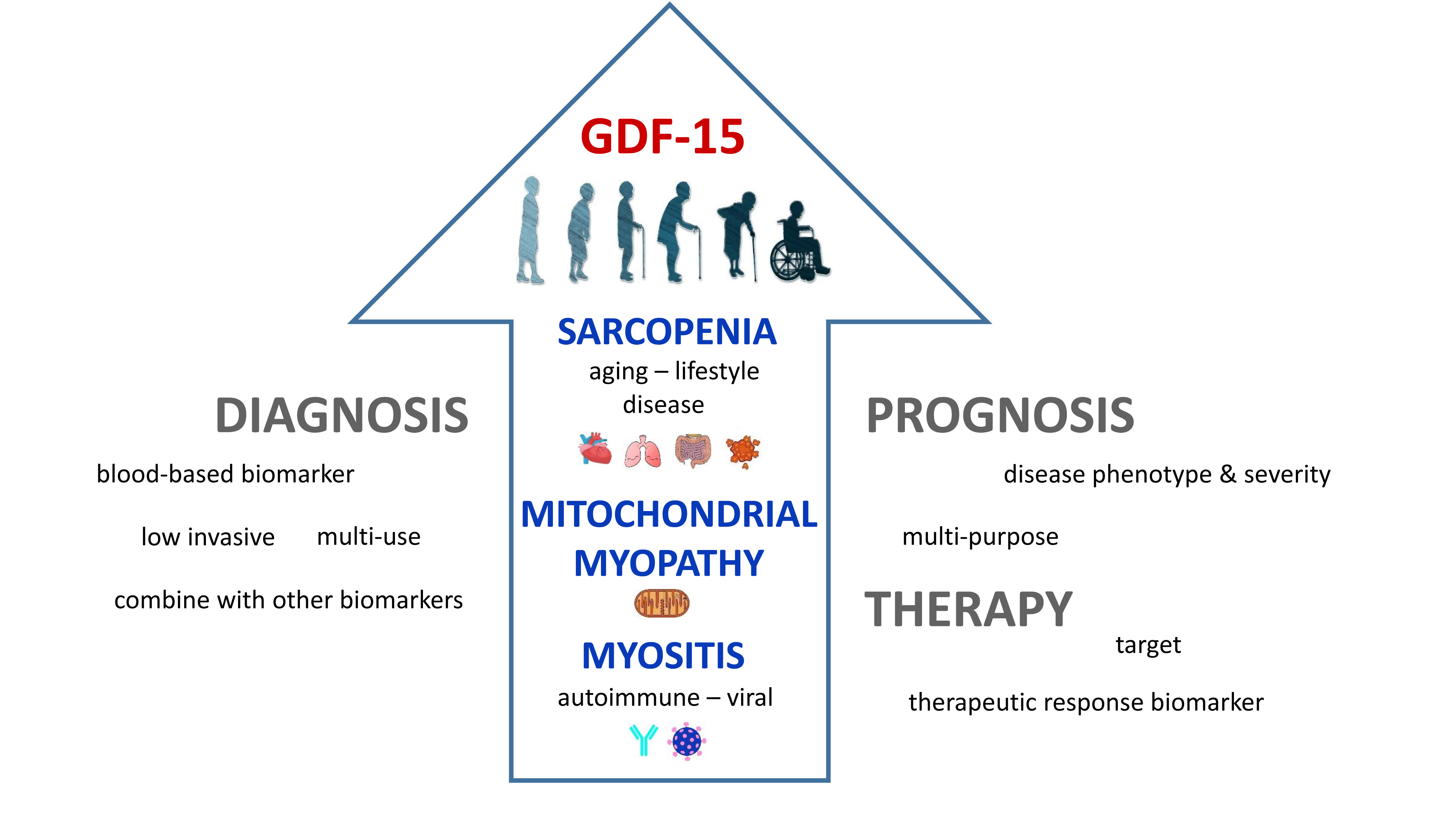 IJMS | Free Full-Text | The Cytokine Growth Differentiation Factor-15 and Skeletal Muscle Health ...