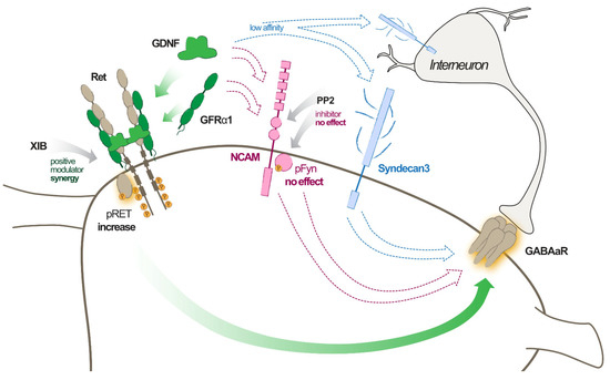 GDNF Increases Inhibitory Synaptic Drive on Principal Neurons in the ...