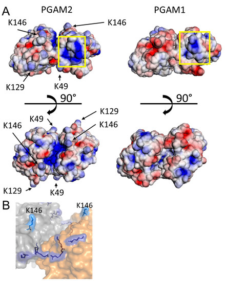 High-Resolution Crystal Structure of Muscle Phosphoglycerate Mutase ...