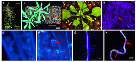FvNST1b NAC Protein Induces Secondary Cell Wall Formation in Strawberry
