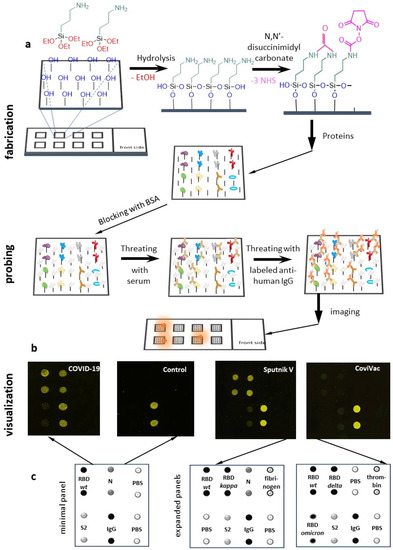 Microarray Profiling of Vaccination-Induced Antibody Responses to SARS ...