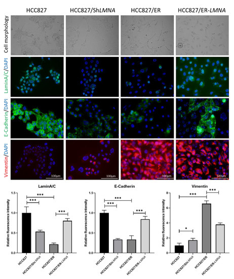 LMNA Reduced Acquired Resistance to Erlotinib in NSCLC by Reversing the ...
