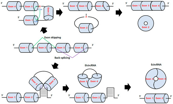 Pros and Cons of In Vitro Methods for Circular RNA Preparation