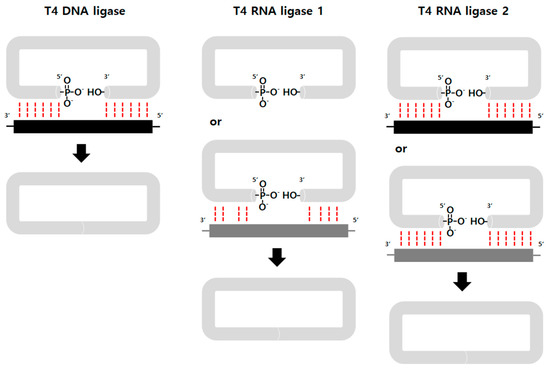 Pros and Cons of In Vitro Methods for Circular RNA Preparation