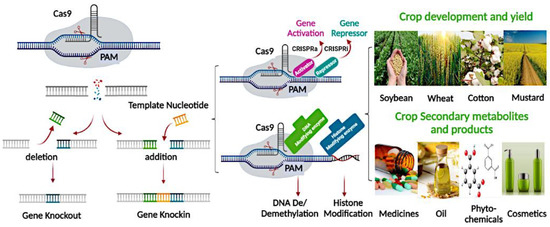 Developing Genetic Engineering Techniques for Control of Seed Size and ...