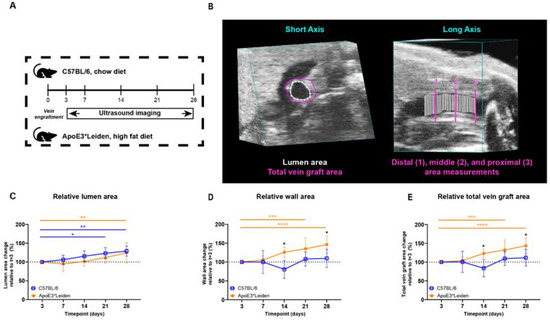 Visualization of Murine Vascular Remodeling and Blood Flow Dynamics by Ultra-High-Frequency ...