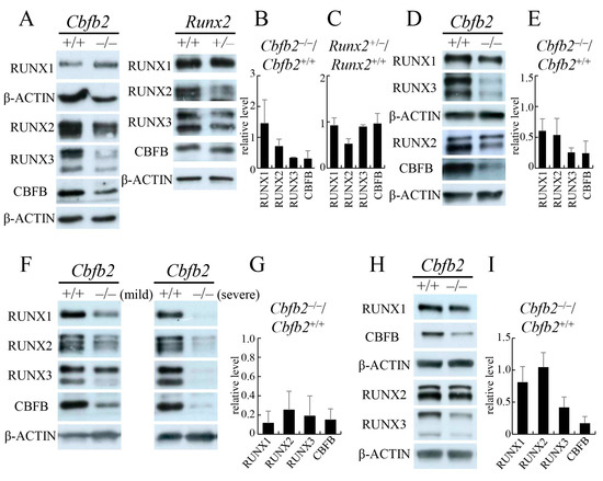 Different Requirements of CBFB and RUNX2 in Skeletal Development among Calvaria, Limbs ...