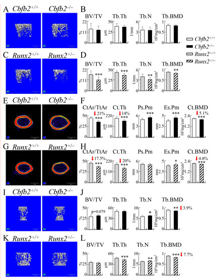 Different Requirements of CBFB and RUNX2 in Skeletal Development among Calvaria, Limbs ...