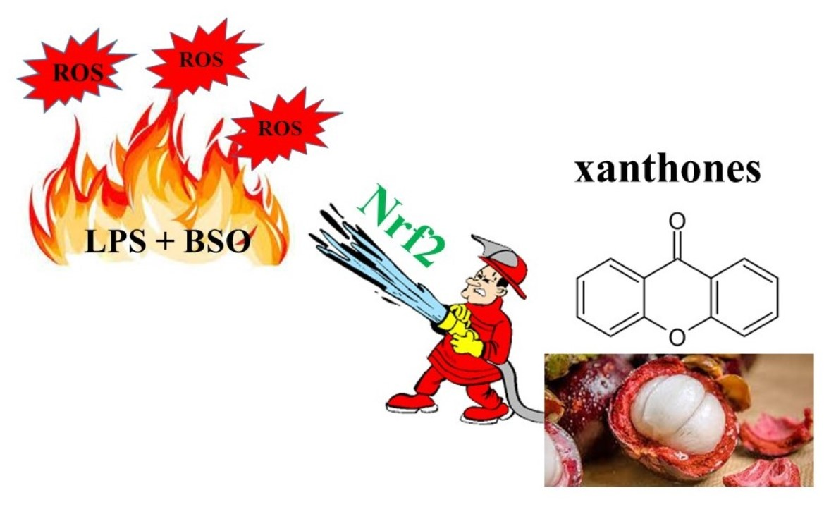 IJMS | Free Full-Text | Natural and Synthetic Xanthone Derivatives ...