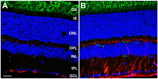 IJMS | Free Full-Text | Vertebrate Animal Models of RP59: Current ...