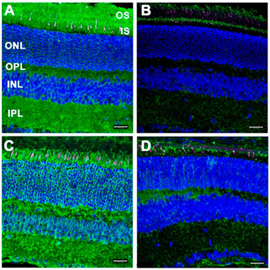 IJMS | Free Full-Text | Vertebrate Animal Models of RP59: Current ...