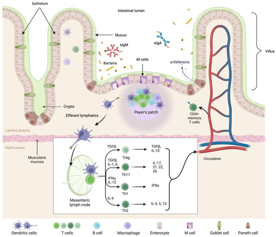 Mucosal Immunity and the Gut-Microbiota-Brain-Axis in Neuroimmune Disease