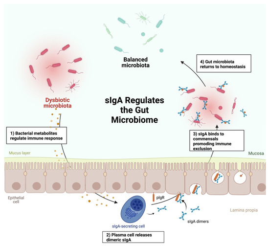 Mucosal Immunity and the Gut-Microbiota-Brain-Axis in Neuroimmune Disease