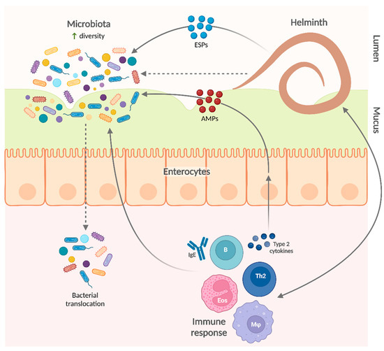 Helminths and Bacterial Microbiota: The Interactions of Two of Humans ...