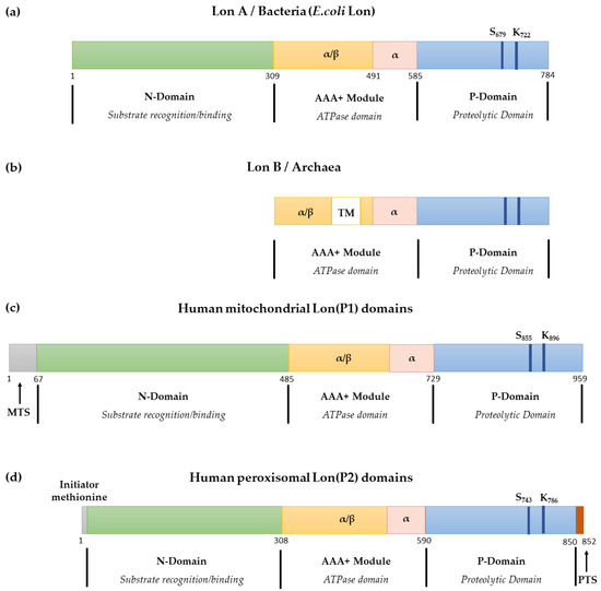 Roles of LonP1 in Oral-Maxillofacial Developmental Defects and Tumors ...