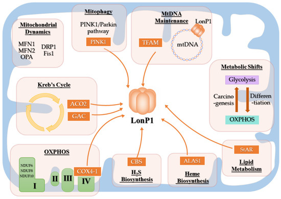 Roles of LonP1 in Oral-Maxillofacial Developmental Defects and Tumors ...
