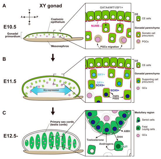 Gonadal Sex Differentiation and Ovarian Organogenesis along the ...