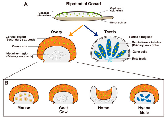 Ijms Free Full Text Gonadal Sex Differentiation And Ovarian